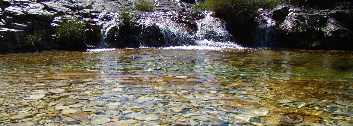 The royalty of real nature - PRÓ-VIDA